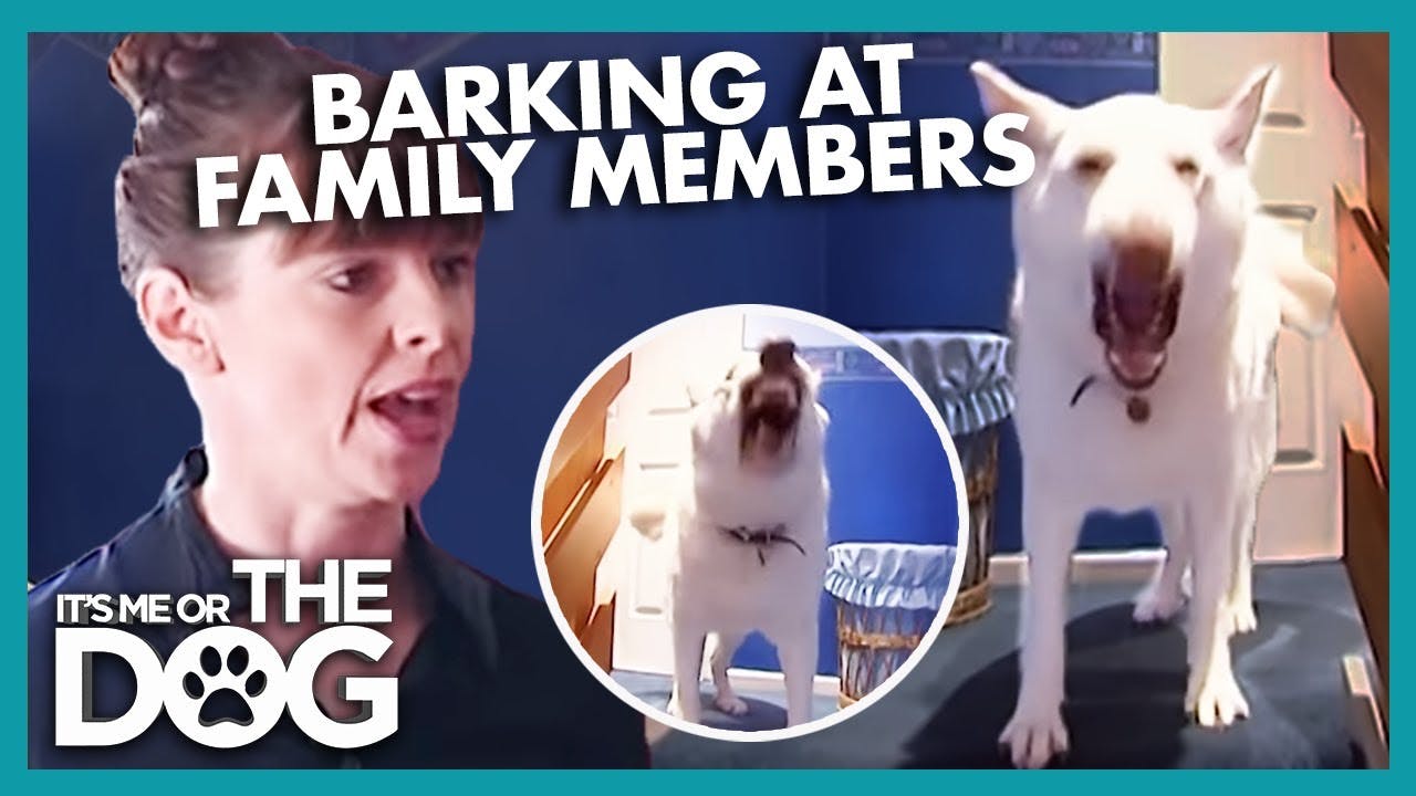 Video: Ben's Barking Frenzy Is Tearing House Apart | Positively.com